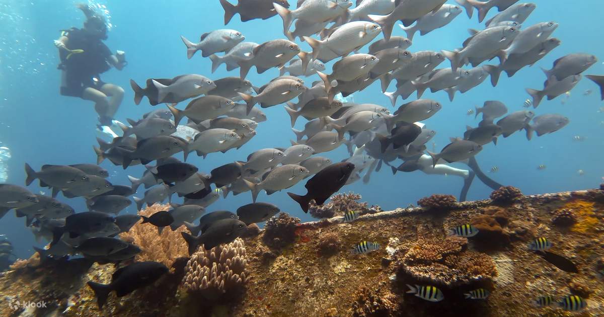 Погрузитесь в увлекательные погружения на Ломбоке с нашим 5-звездочным дайв-курортом PADI ...